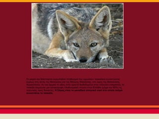τσακαλι | PDF