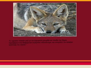 τσακαλι | PDF