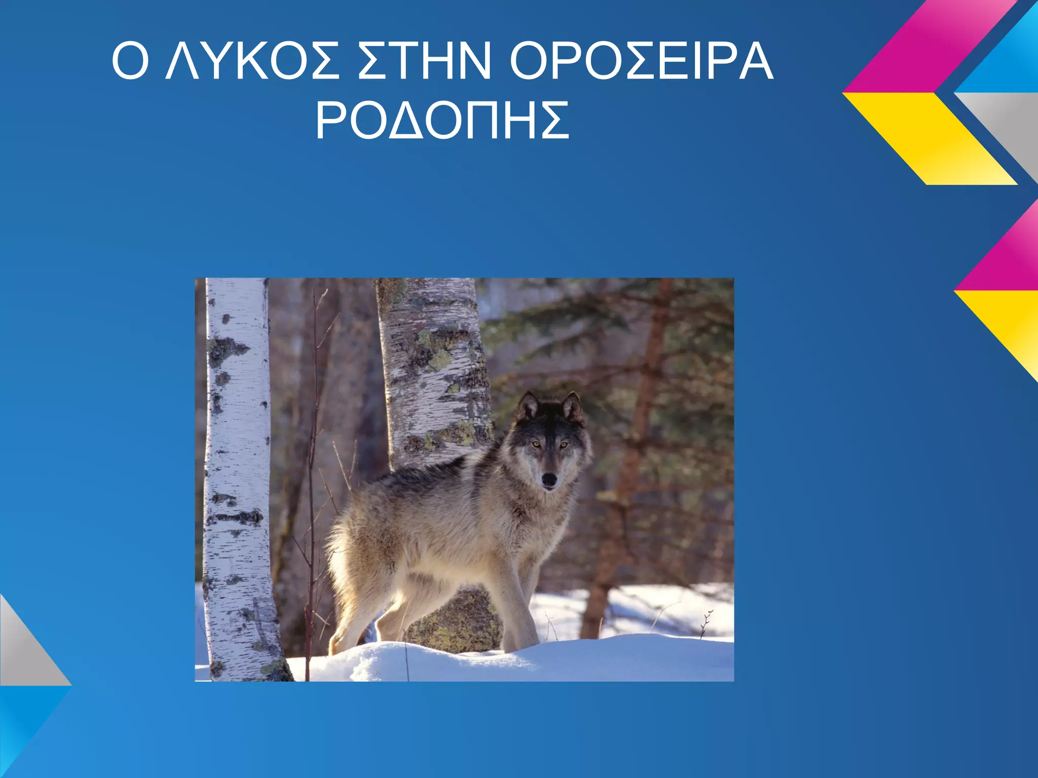 ο λυκοσ στην ελλαδα | PDF