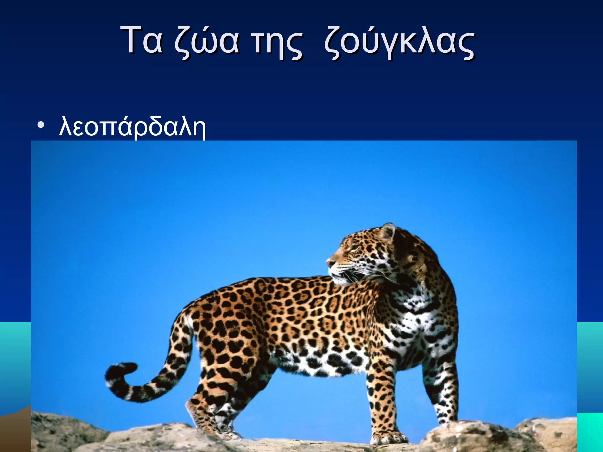 αγρια ζώα | PPT