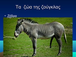 αγρια ζώα | PPT