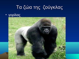 αγρια ζώα | PPT