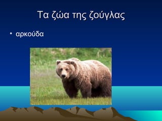 αγρια ζώα | PPT