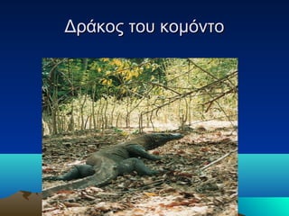 αγρια ζώα | PPT