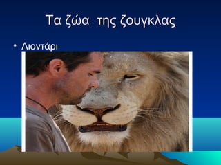 αγρια ζώα | PPT