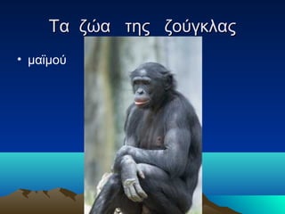 αγρια ζώα | PPT