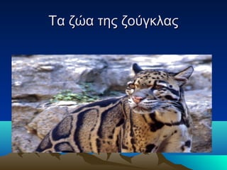 αγρια ζώα | PPT