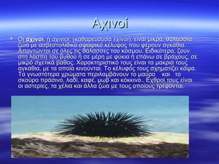 θαλασια ζωη | PPT