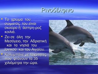θαλασια ζωη | PPT