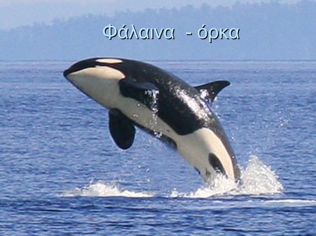 θαλασια ζωη | PPT