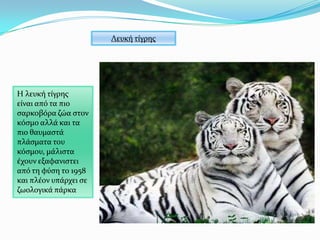 ζώα υπο εξαφάνιση όλου του κόσμου | PPT