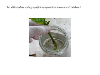 πολλαπλασιασμος με μοσχευματα | PPTX
