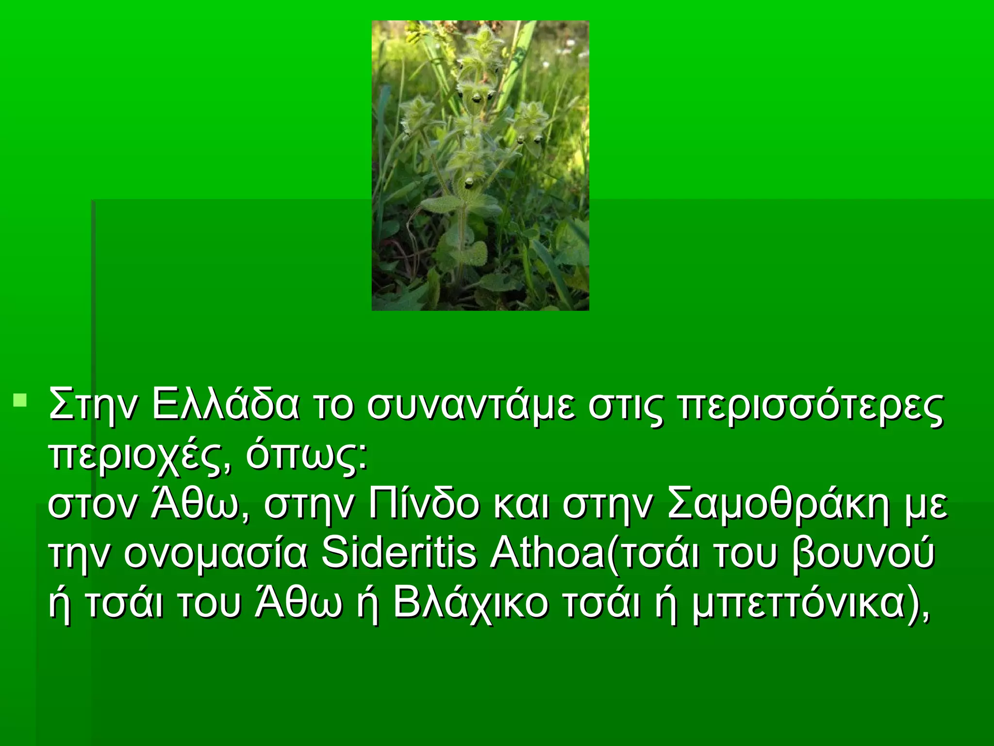 Το τσάι του βουνού | PPT