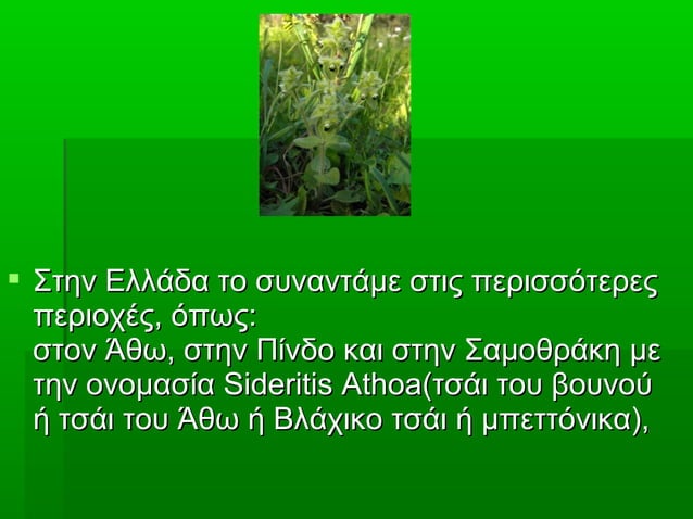 Το τσάι του βουνού | PPT | Free Download