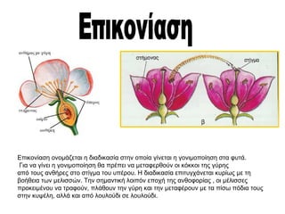 ΜΕΛΙΣΣΑ | PPT