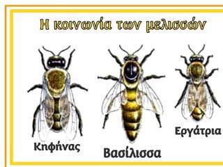 ΜΕΛΙΣΣΑ | PPT