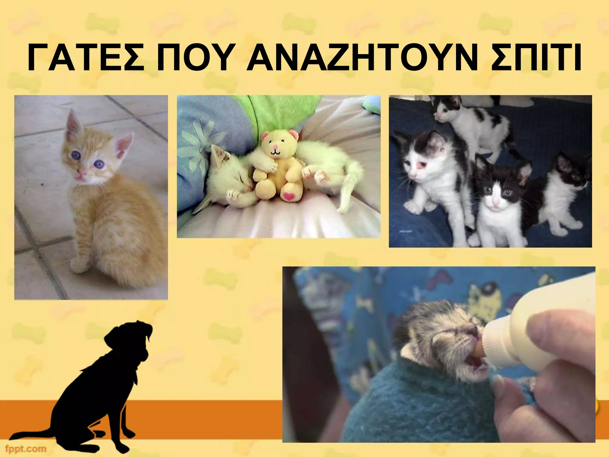 Αδεσποτάκια Θεσσαλονίκης | PPTX