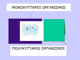 κυτταρο | PPT