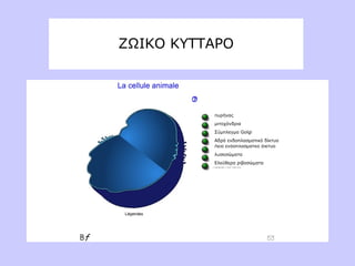 κυτταρο | PPT