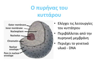το κυτταρο | PPTX