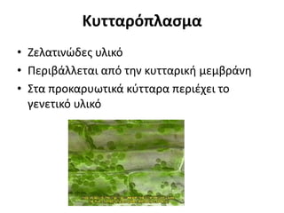 το κυτταρο | PPTX
