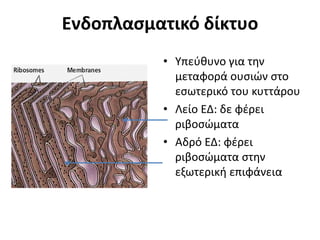 το κυτταρο | PPTX