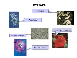 το κυτταρο | PPTX