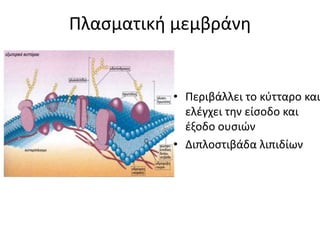 το κυτταρο | PPTX
