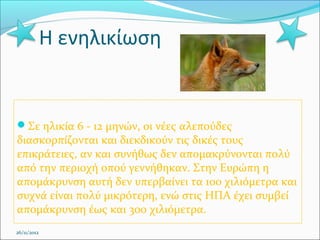 Η αναπαραγωγη της κοκκινης αλεπους | PPT