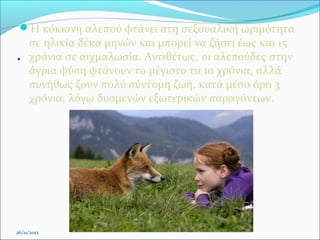 Η αναπαραγωγη της κοκκινης αλεπους | PPT