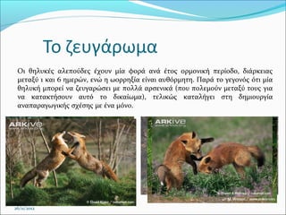 Η αναπαραγωγη της κοκκινης αλεπους | PPT