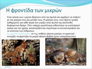 Η αναπαραγωγη της κοκκινης αλεπους | PPT