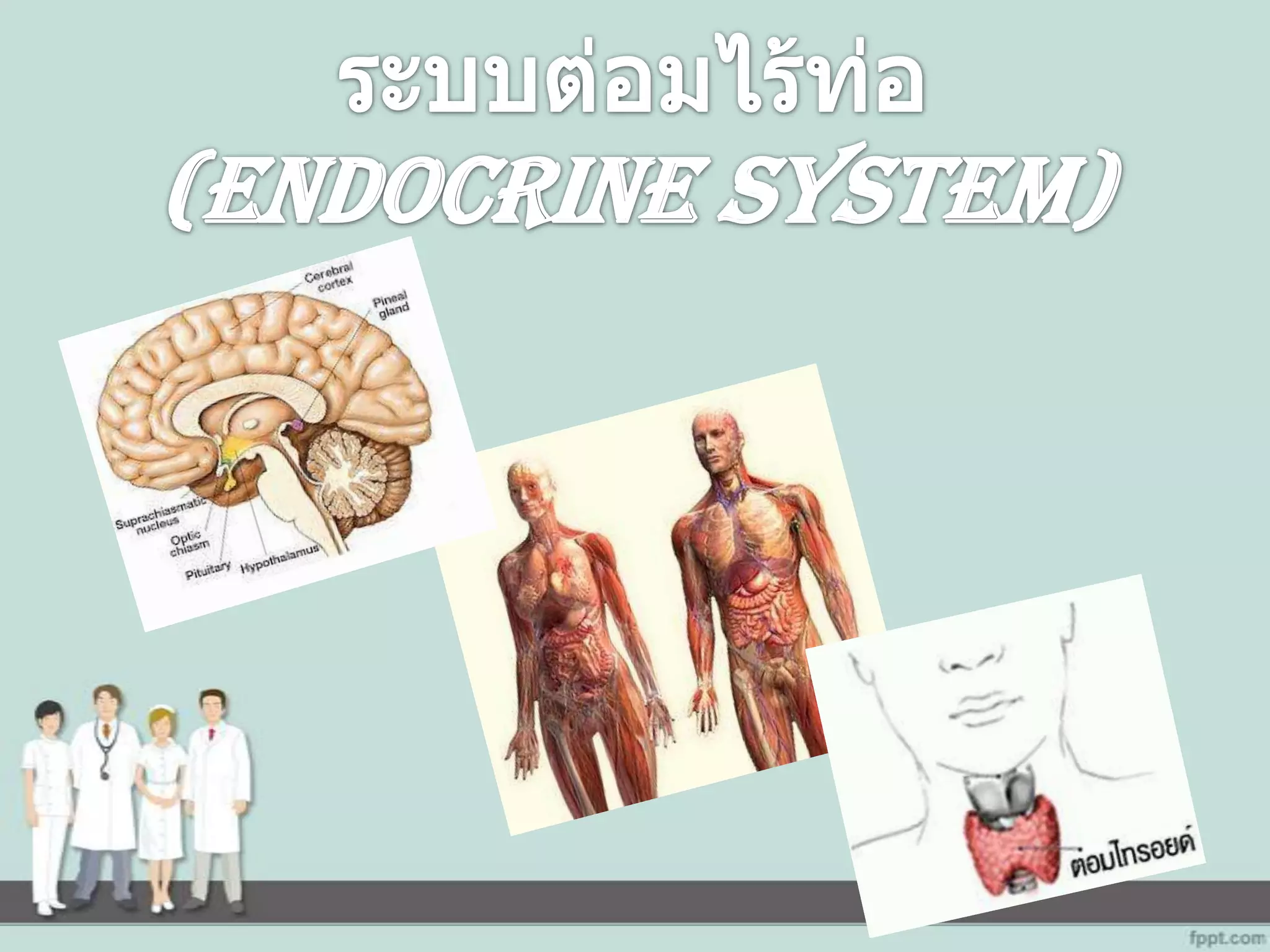 The Endocrine System: Hormones, Glands and Their Functions | PPT