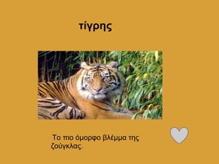 τα ζώα της ζούγκλας | PDF