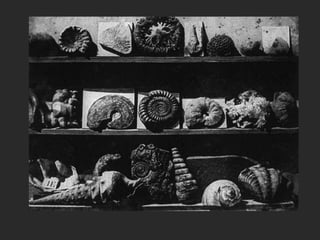 Фотографический архив - Рузина Ирина | PPT