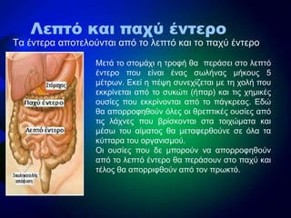 πεπτικό σύστημα | PPT