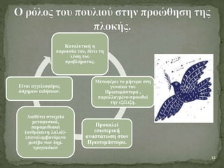 του γιοφυριου της Άρτας | PPTX