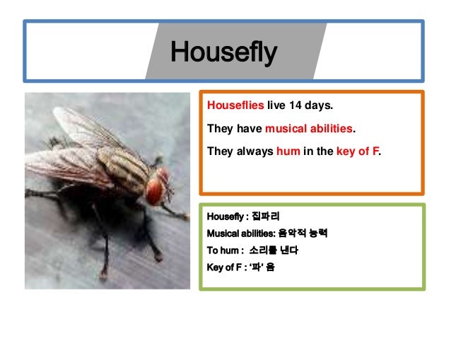 Some Interesting Facts About Animals Some Interesting Facts About Animals
