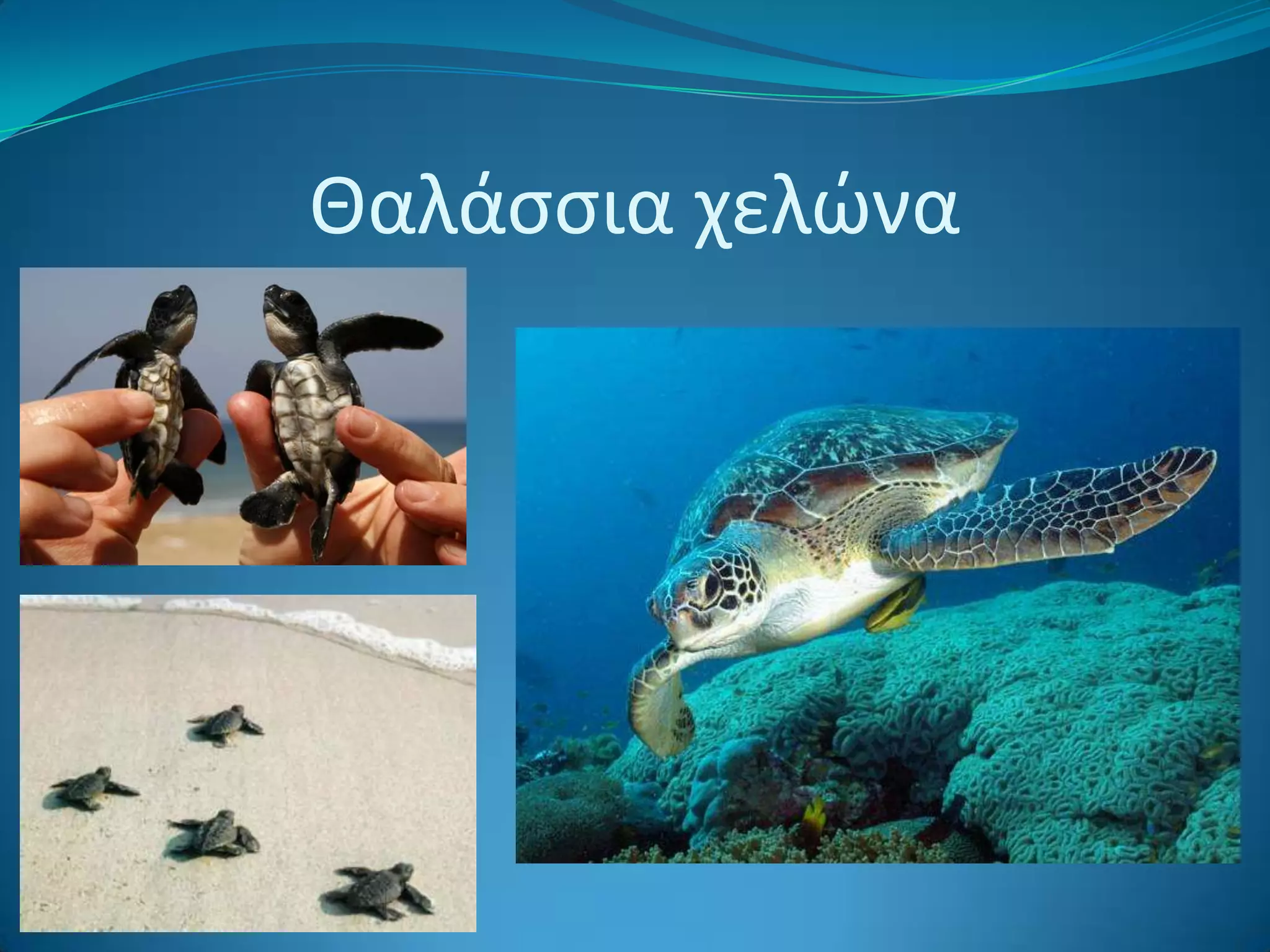 τα ζώα της θάλασσας | PPTX