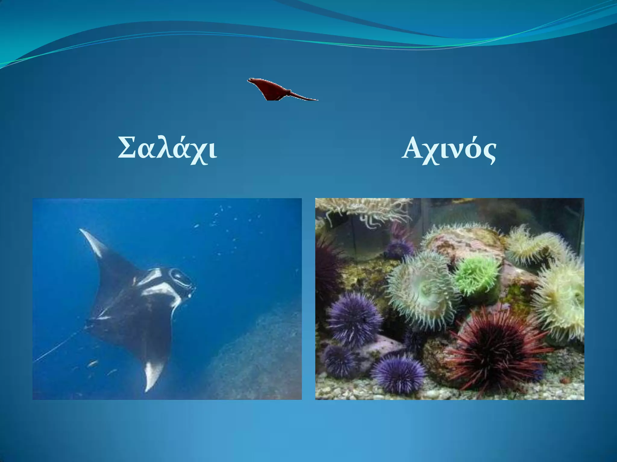 τα ζώα της θάλασσας | PPTX
