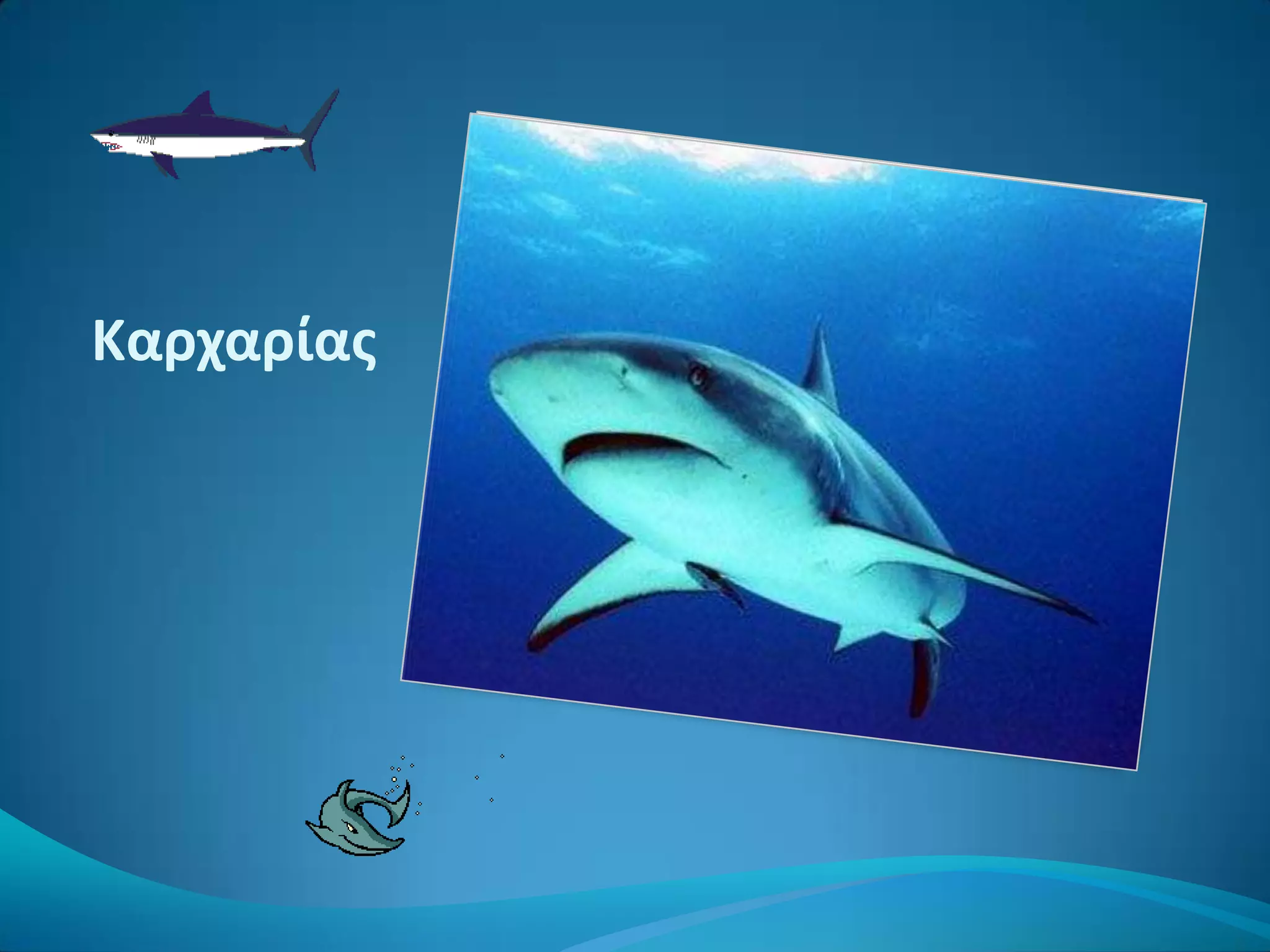 τα ζώα της θάλασσας | PPTX