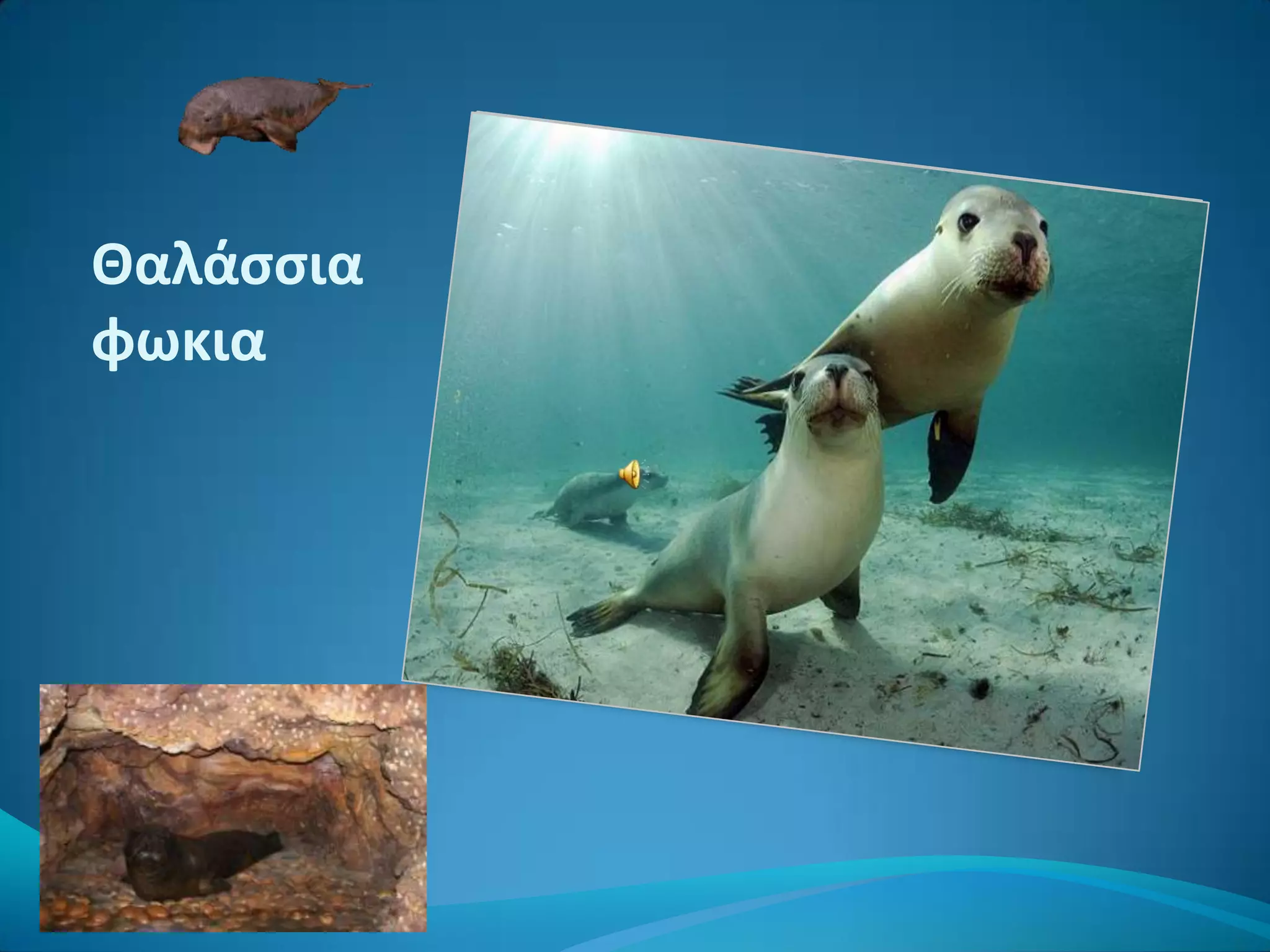 τα ζώα της θάλασσας | PPTX