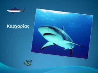 τα ζώα της θάλασσας | PPTX