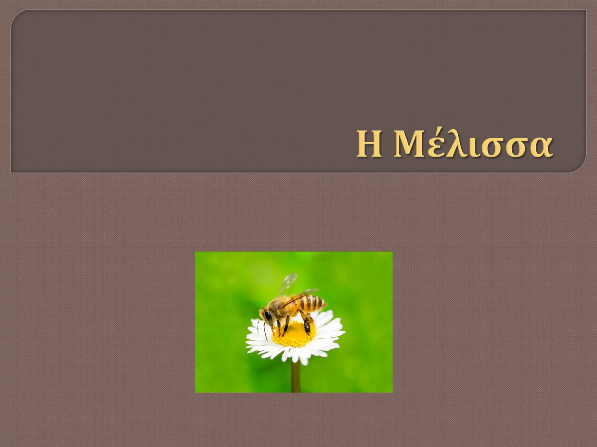 Η μέλισσα-the bee | PPT