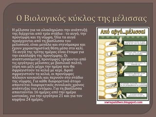 Η μέλισσα-the bee | PPT