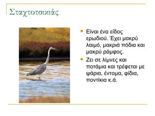 "πάρτυ στη λάσπη" | PPT