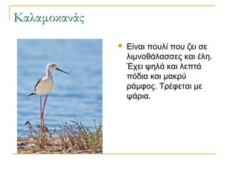 "πάρτυ στη λάσπη" | PPT
