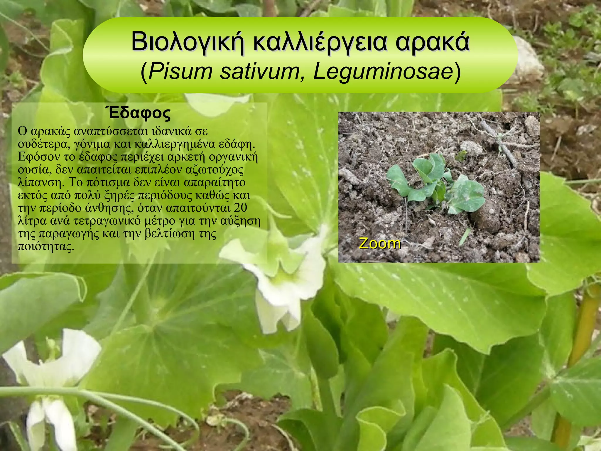 καλλιεργεια αρακα | PPT