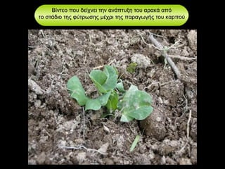 καλλιεργεια αρακα | PPT