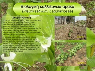 καλλιεργεια αρακα | PPT